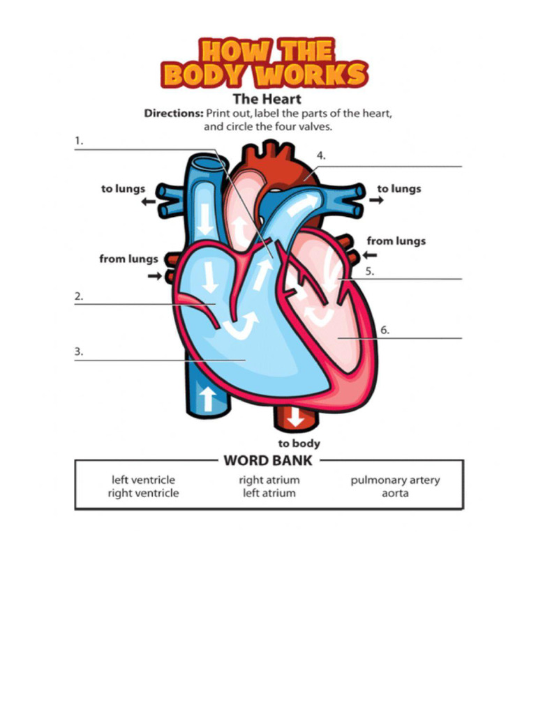 The Heart | PDF