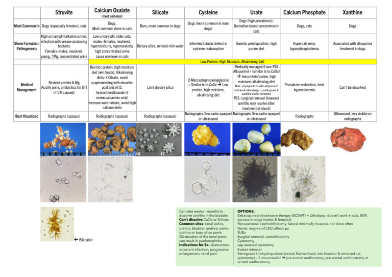 Uroliths in Dogs and Cats: Types & Management | PDF | Urinary System ...