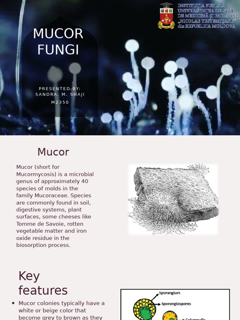 Mucor Fungi: Characteristics and Impact | PDF | Mycology | Microbiology