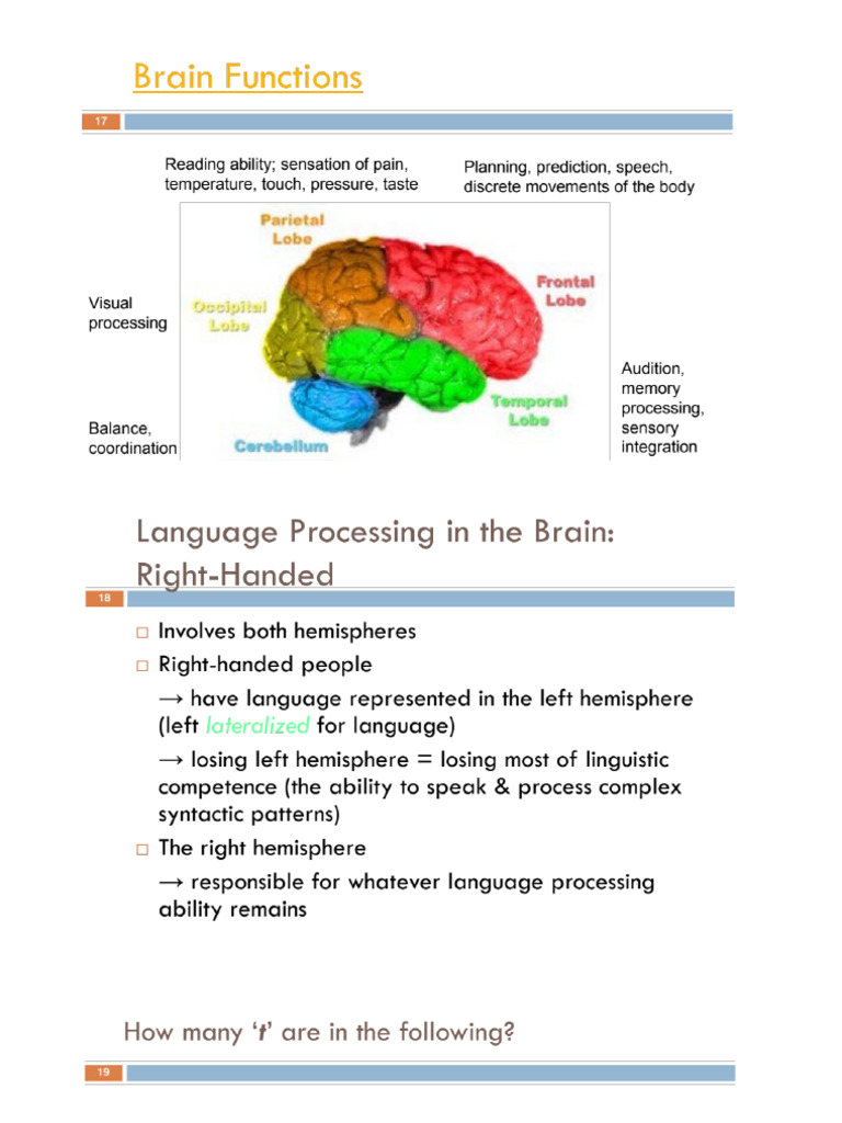 Language and Brain Part 2 | PDF