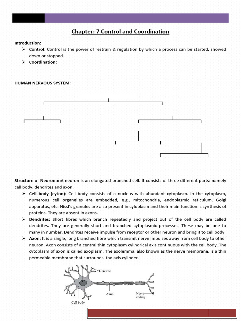 Chapt 7 Control and Coordination | PDF | Neuron | Pancreas