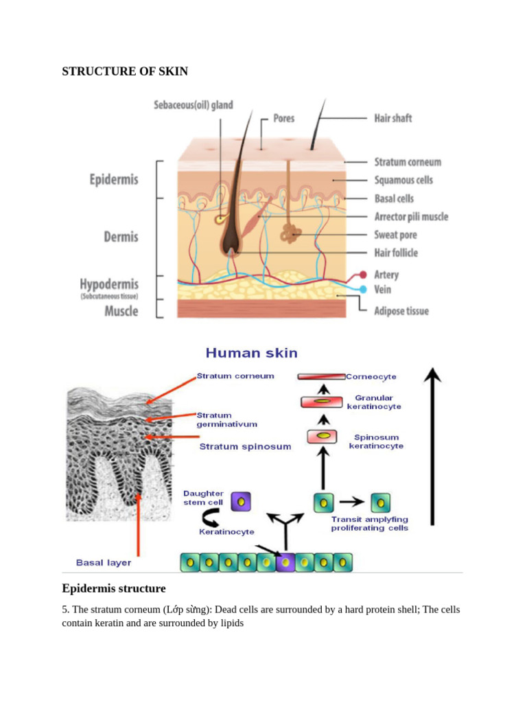 Structure of Skin | PDF