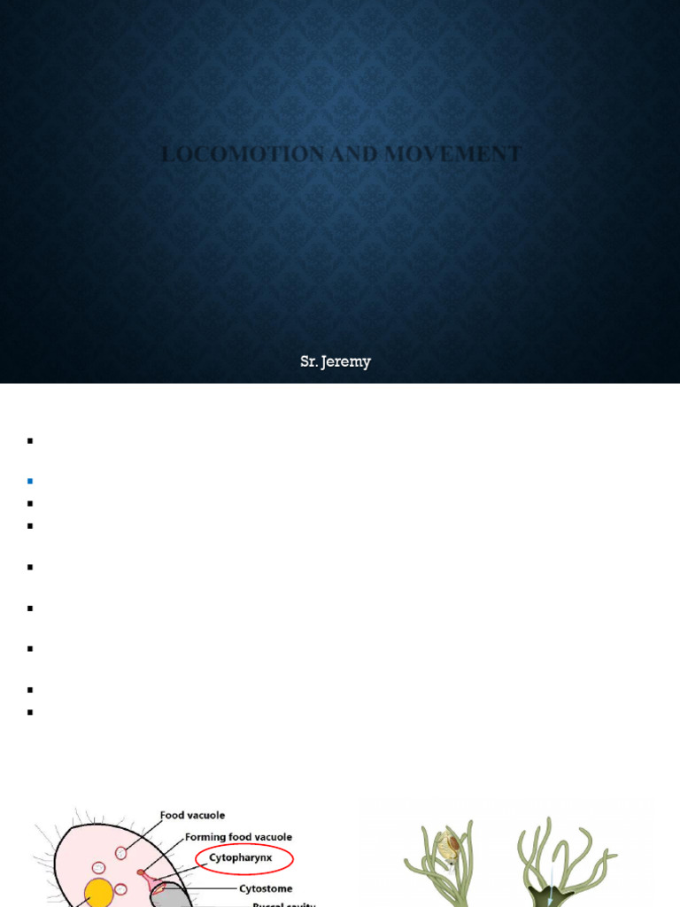 Locomotion and Movement PDF | PDF | Muscle Contraction | Vertebral Column