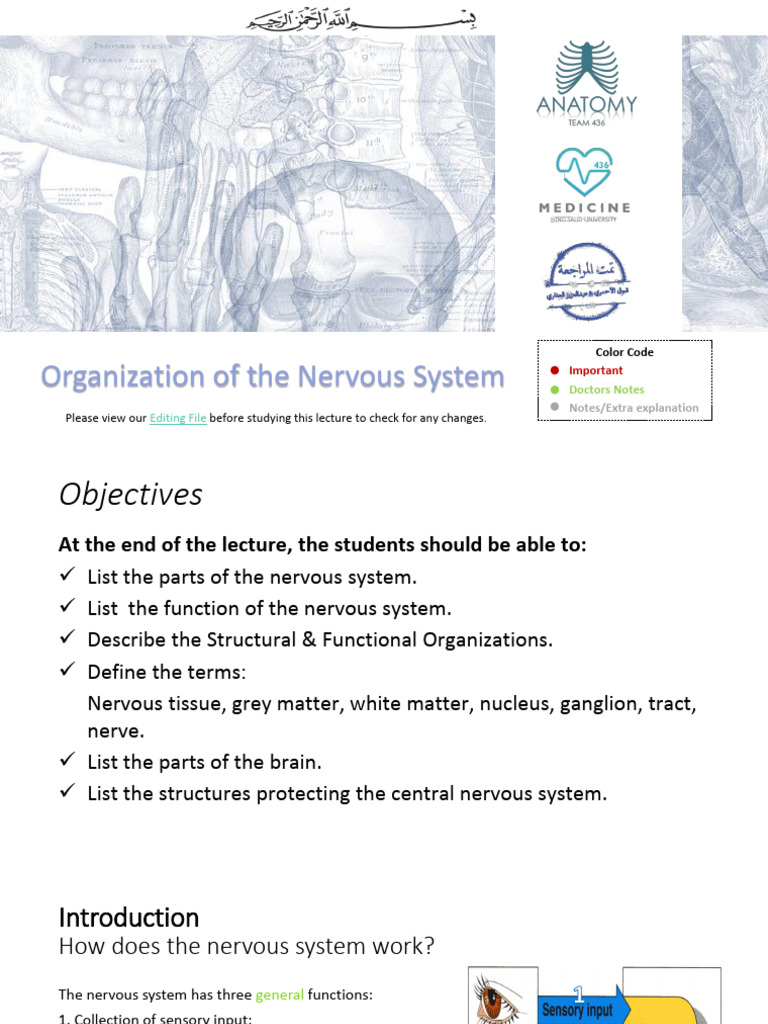 1-Organisation of The Nervous System (Edited) | PDF | Cerebrospinal ...