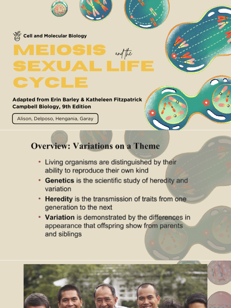 Group 4 Meiosis Sexual Life Cycle | PDF
