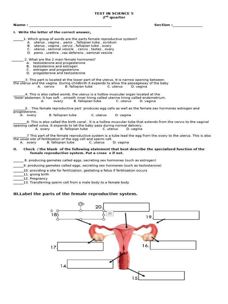 TEST IN SCIENCE 5 Female Reproductive System | PDF | Reproductive ...