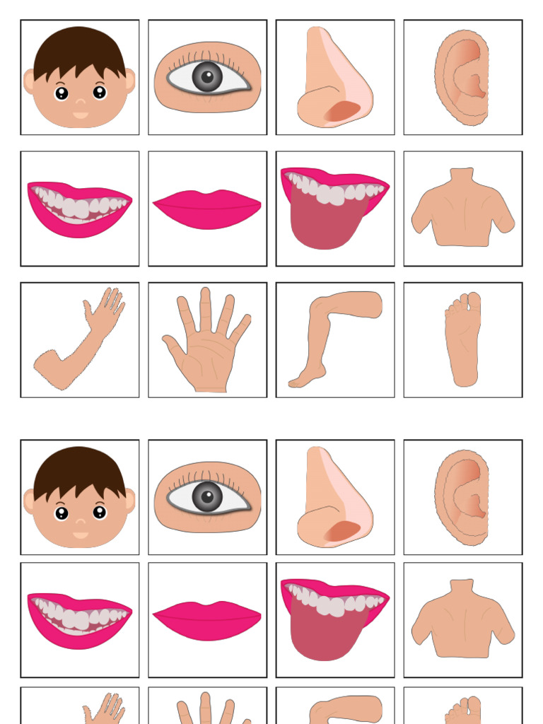 416 My Body Part Matching | PDF