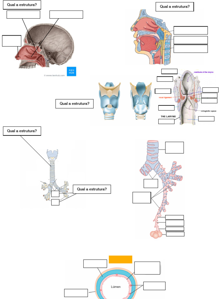 Aula Respiratório - Morfo II | PDF | Histologia | Epitélio