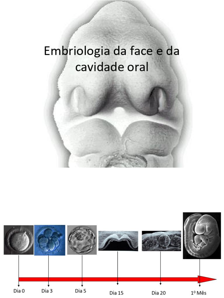 Aula 2 - Embriologia Craniofacial | PDF | Anatomia | Anatomia humana