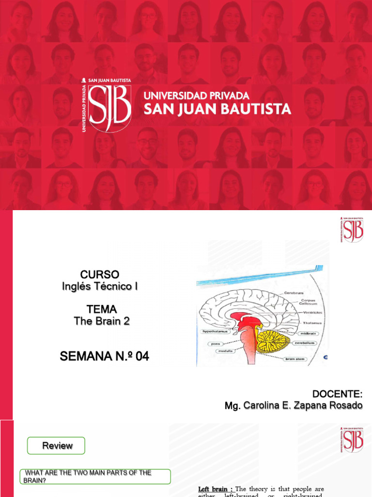 Technical English: Brain Basics | PDF | Brainstem | Brain
