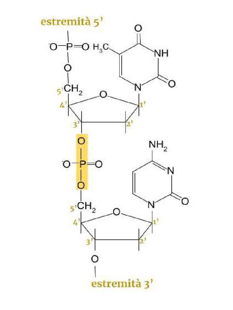 DNA Image | PDF