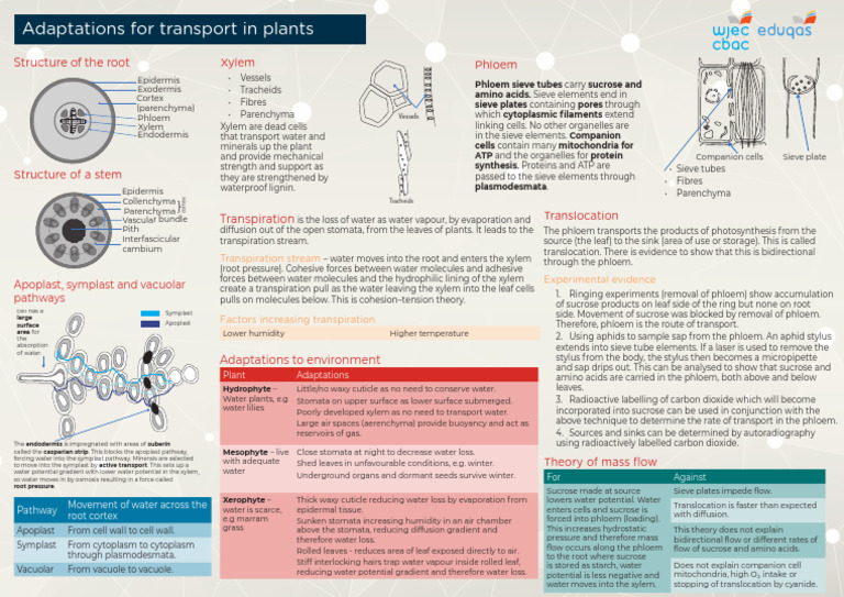 Plant Transport Systems and Adaptations | PDF | Botany | Plant Physiology