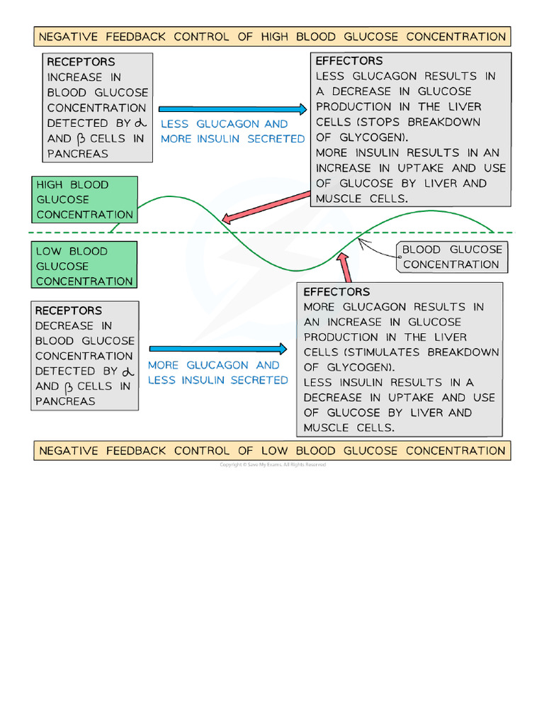 Negative Repsonse in Blood Glucose Regulation | PDF