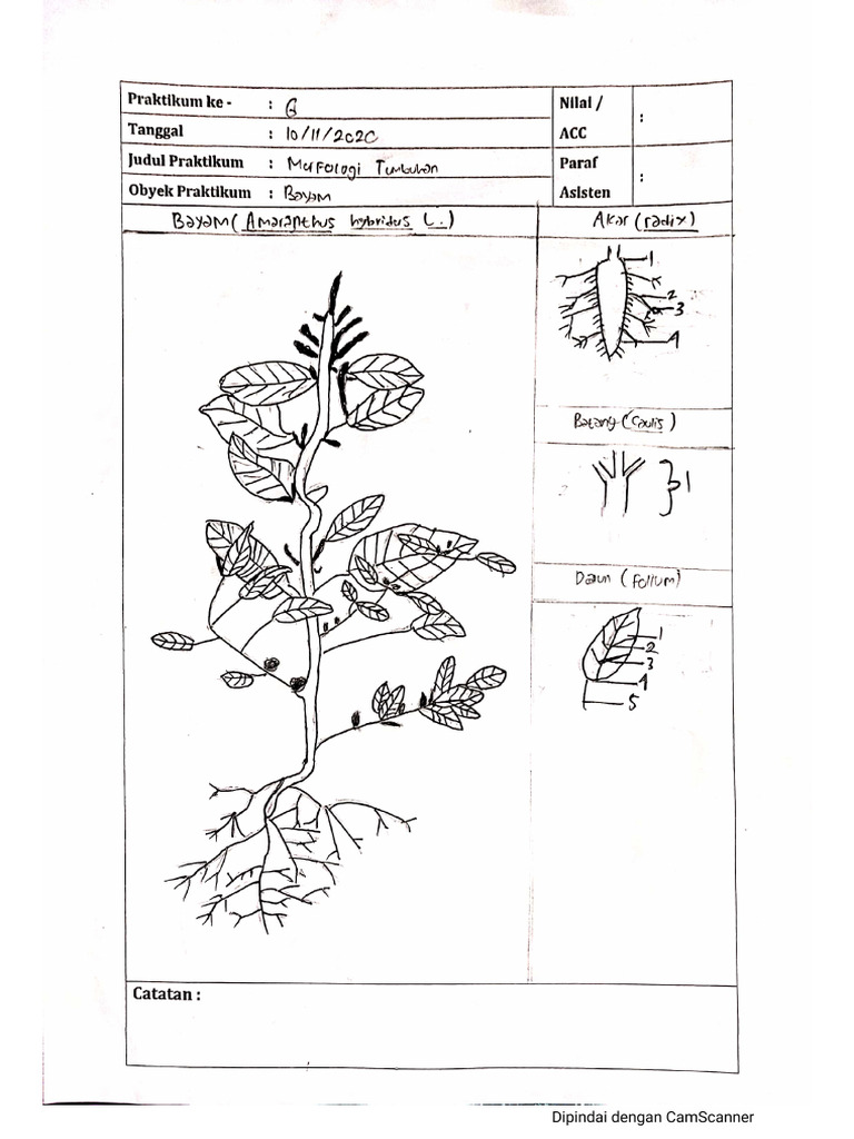 Morfologi Tumbuhan | PDF