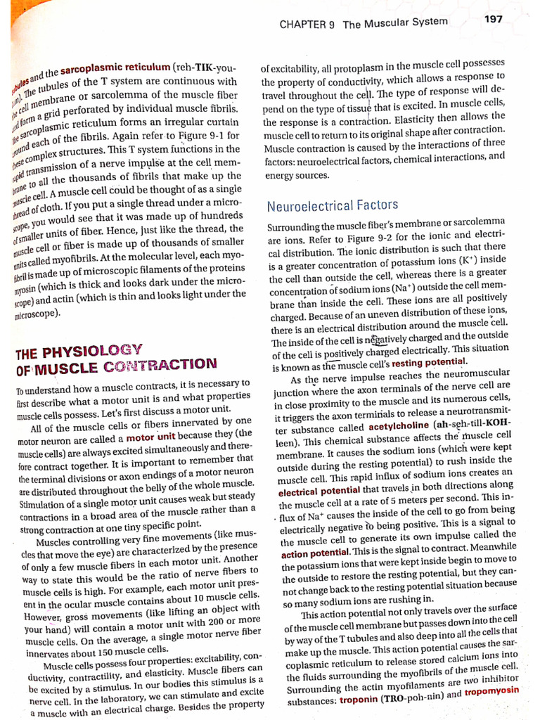 Physiology of Muscle Contraction | PDF
