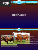 Beef Cattle Breeds Classification Guide | PDF | Cattle | Livestock