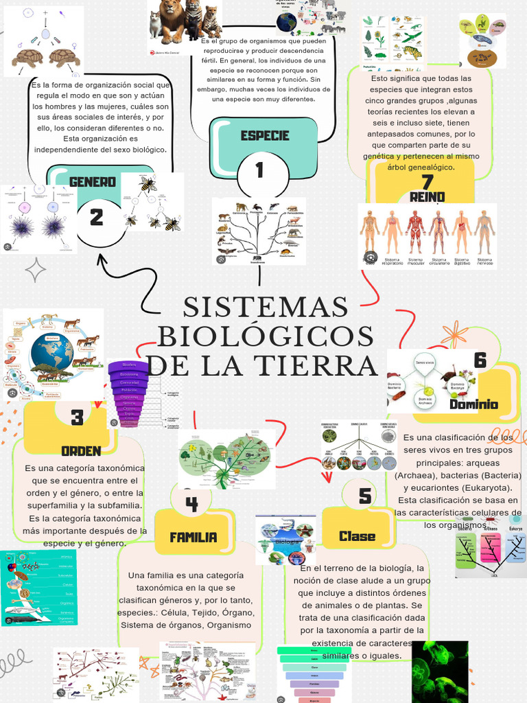 Documento A4 Mapa Conceptual Vertical Infografía Seis Ideas Simple ...