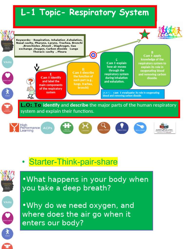 Respiratory System Basics | PDF | Respiratory Tract | Respiratory System