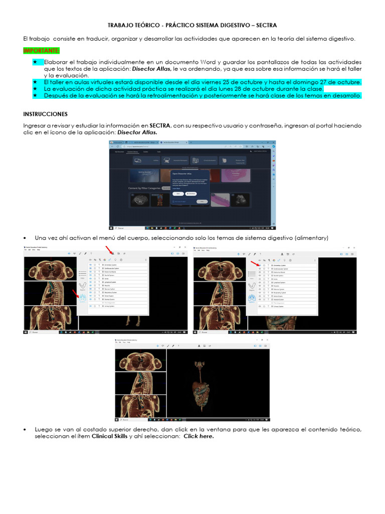 Trabajo Teórico Práctico Sistema Digestivo - Sectra 2-24 | PDF | Software | Informática