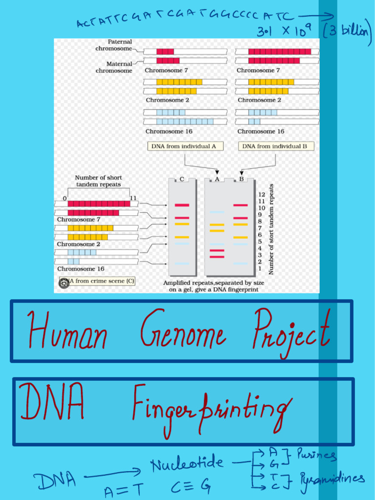 HGP and DNA Fingerprinting | PDF | Gene | Genome