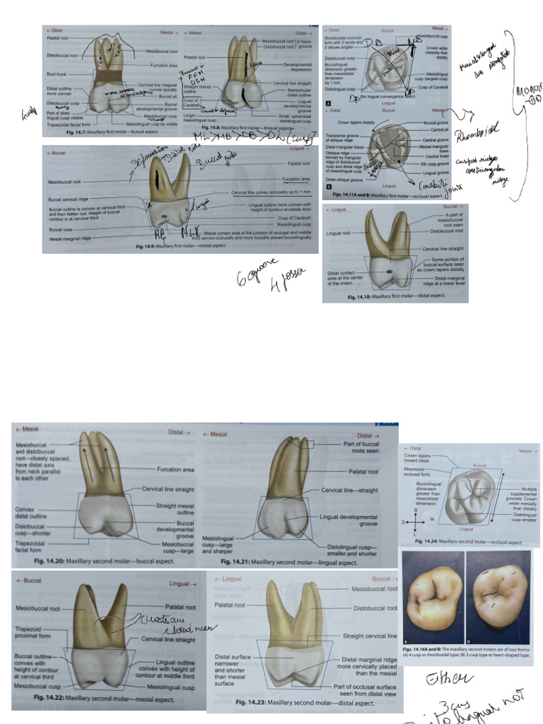 DAOH Tooth Morph 2 | PDF