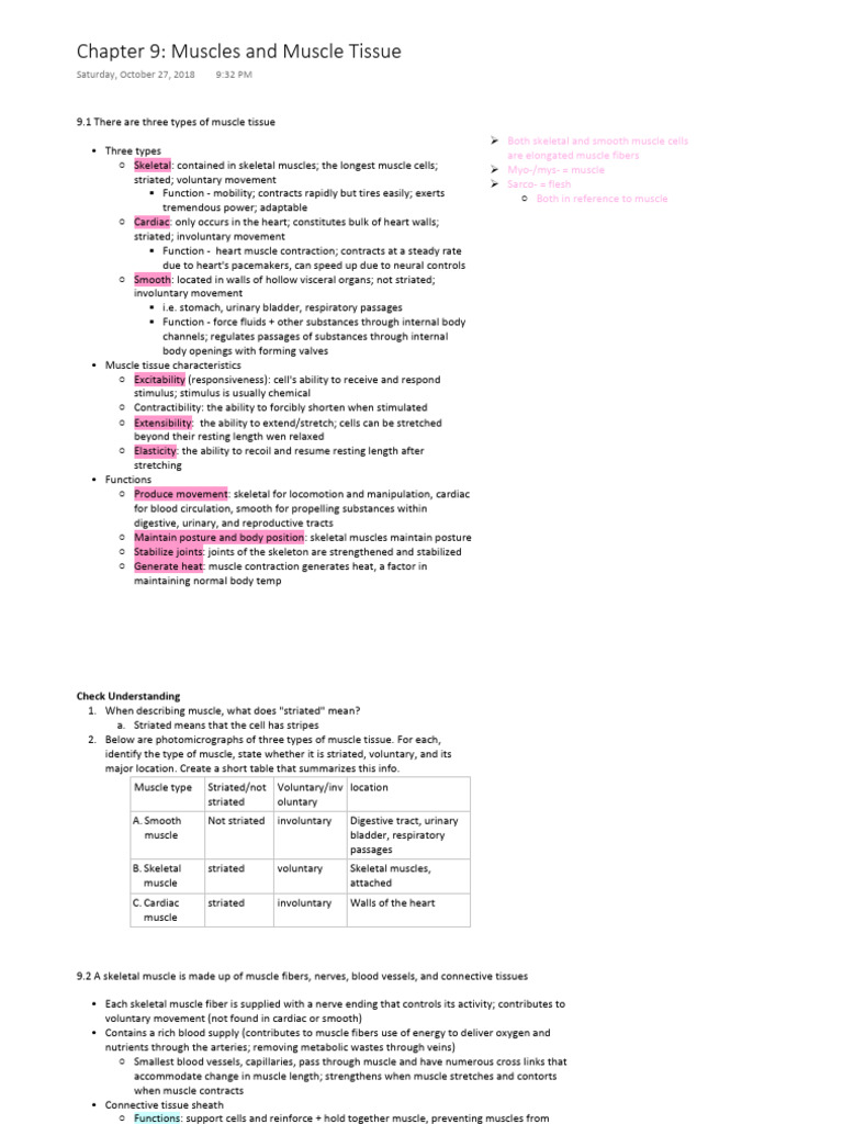Muscular System | PDF