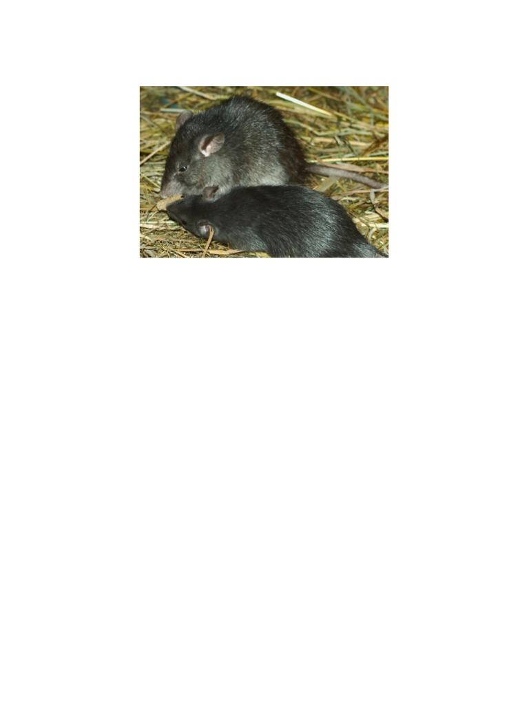 Rattus Rattus | PDF | Especies invasivas | Organismos