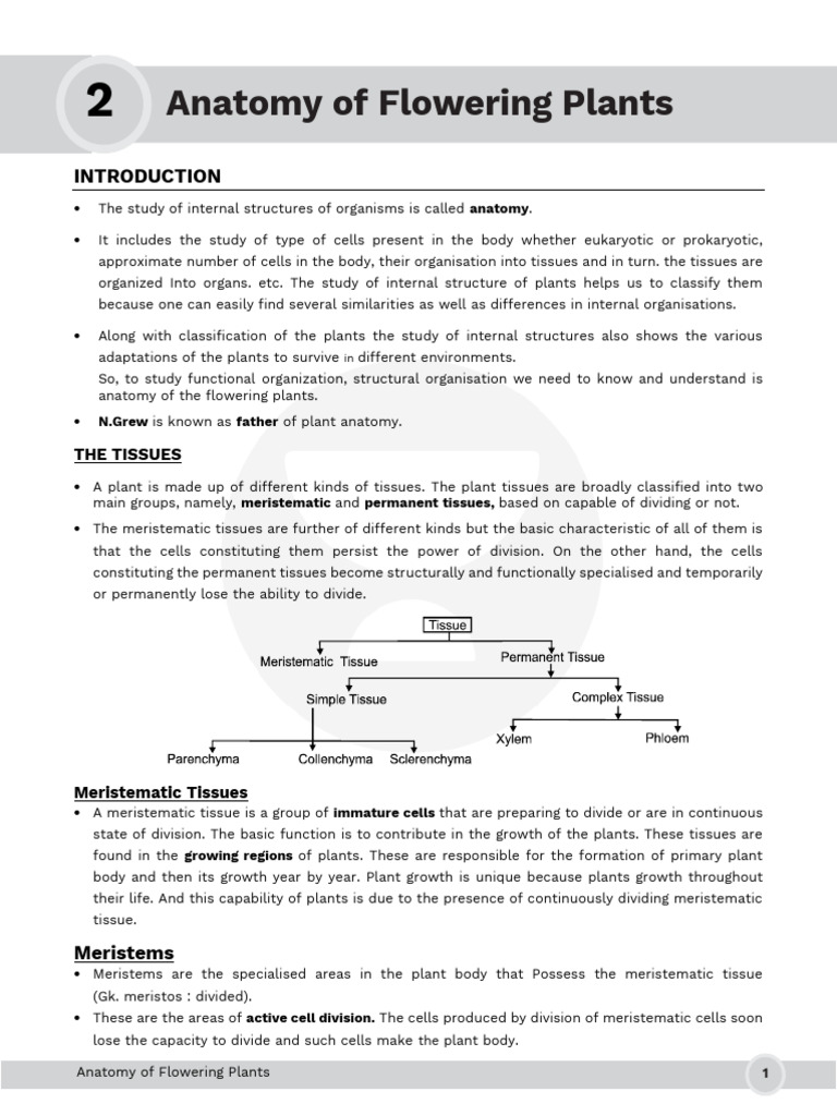 Anatomy of Flowering Plants Overview | PDF | Tissue (Biology) | Plant Stem