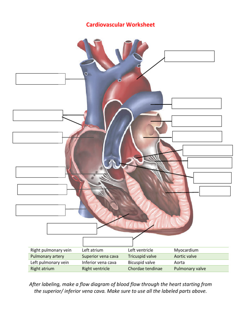Cardiovascular System Worksheet | PDF