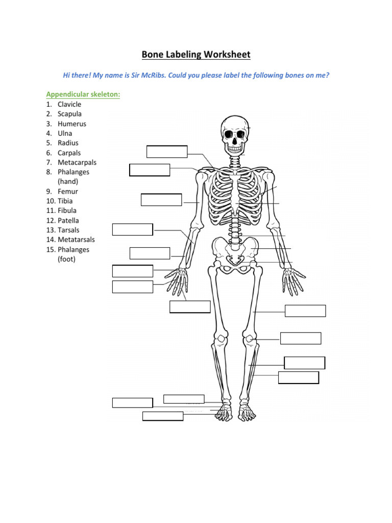 Bone Labeling Worksheet | PDF | Social Science