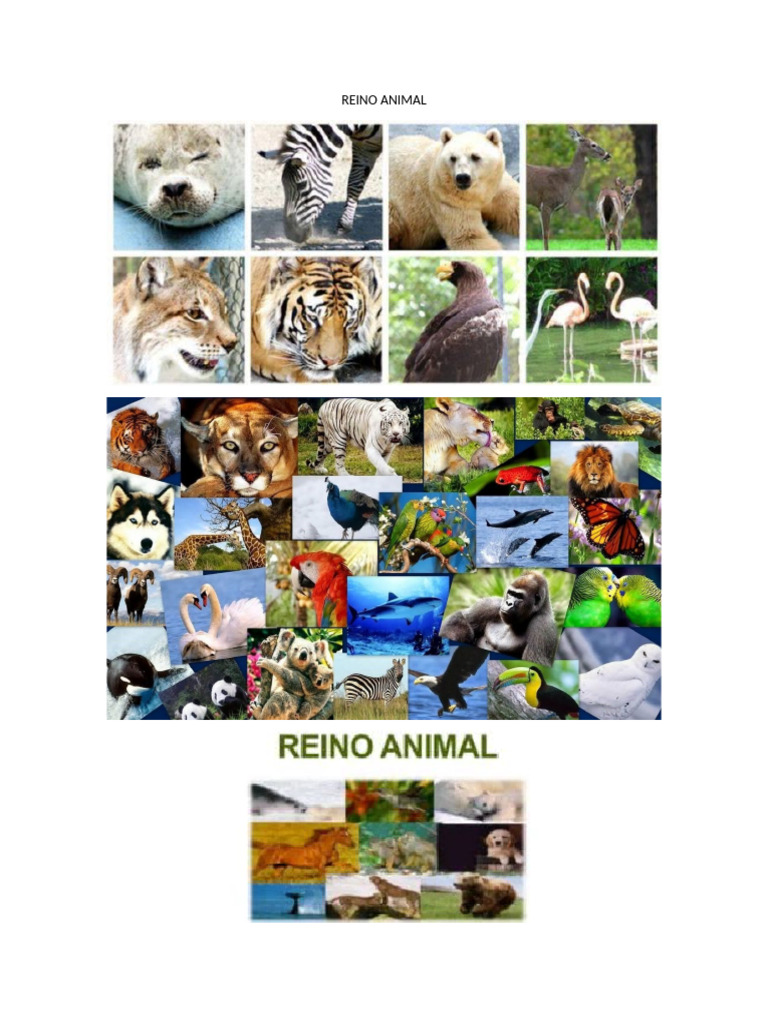 rEINO ANIMAL | PDF
