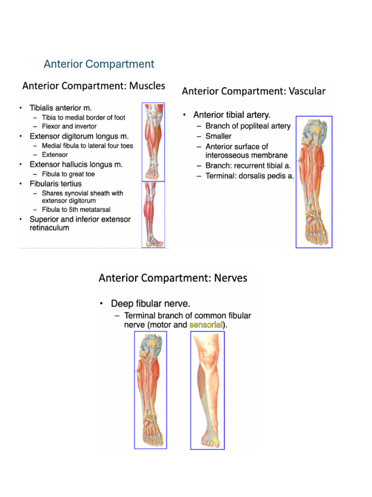 Anatomy of Leg Compartments | PDF