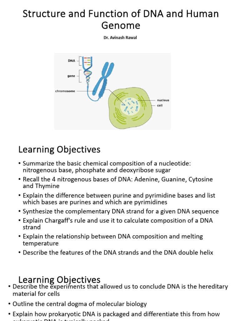 DNA Structure and Human Genome Overview | PDF | Histone | Dna