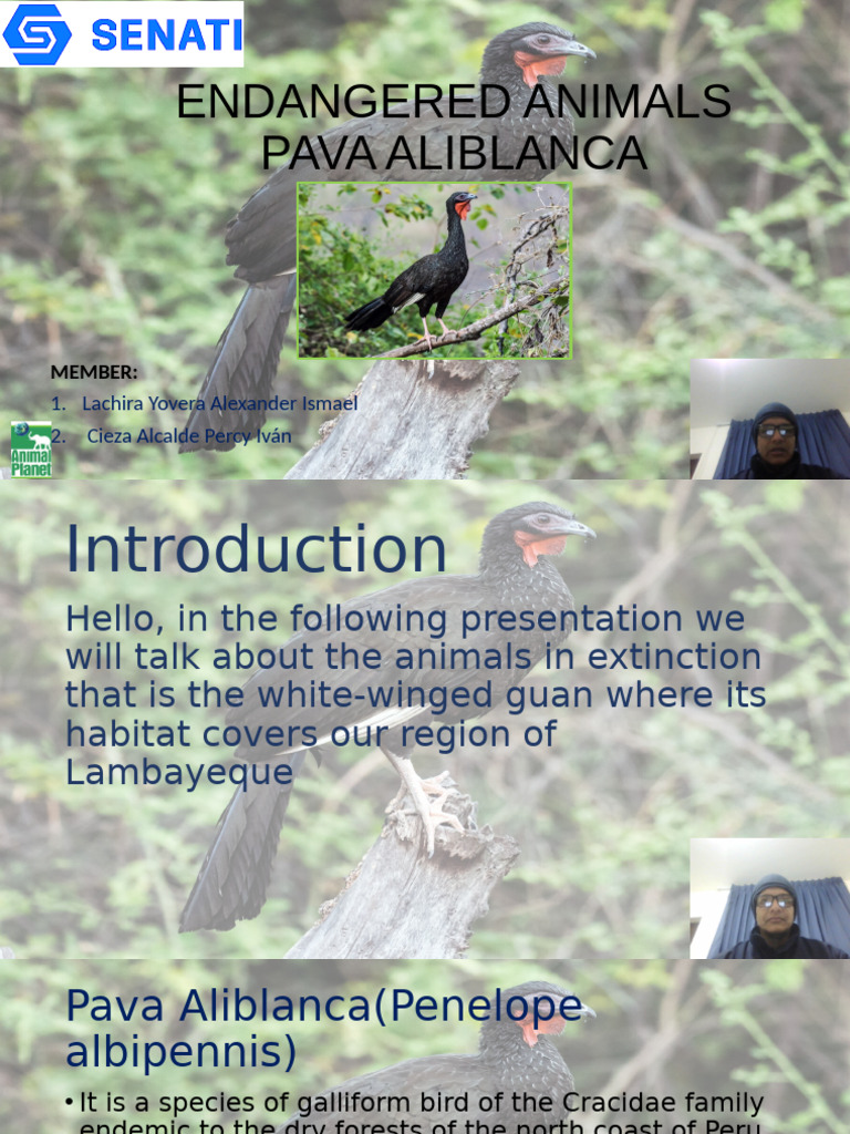 Endangered Animals Pava Aliblanca | PDF | Ornithology | Birds