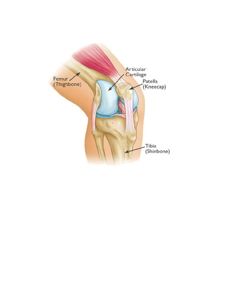 PATELLA | PDF