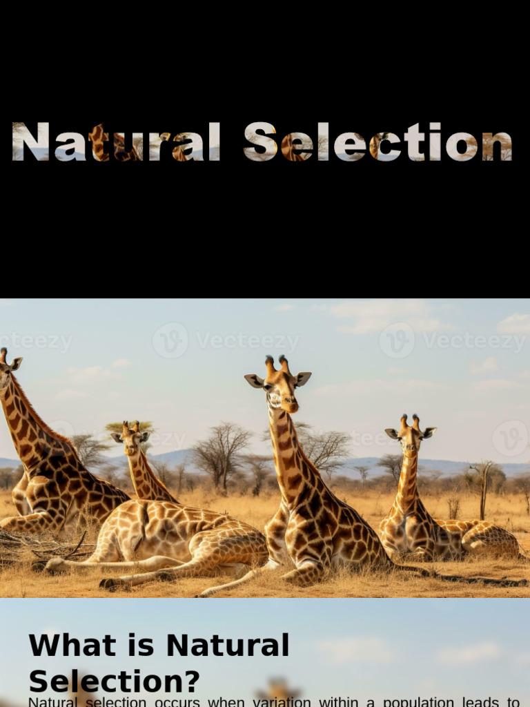 Bio - Natural Selection | PDF | Natural Selection | Genetic Diversity