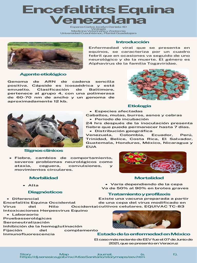 Infografía Encefalitis Equina Venezolana | PDF | Virus | Organismos