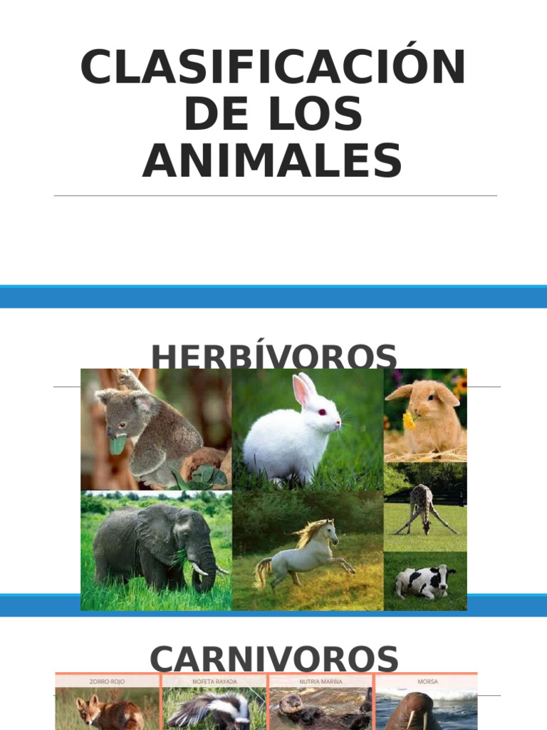 Clasificación de Los Animales | PDF