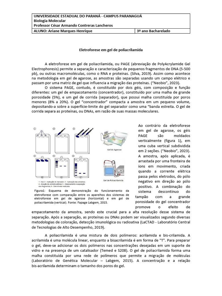 Atividade Biomol - Eletroforese em Gel de Poliacrilamida - Ariane ...