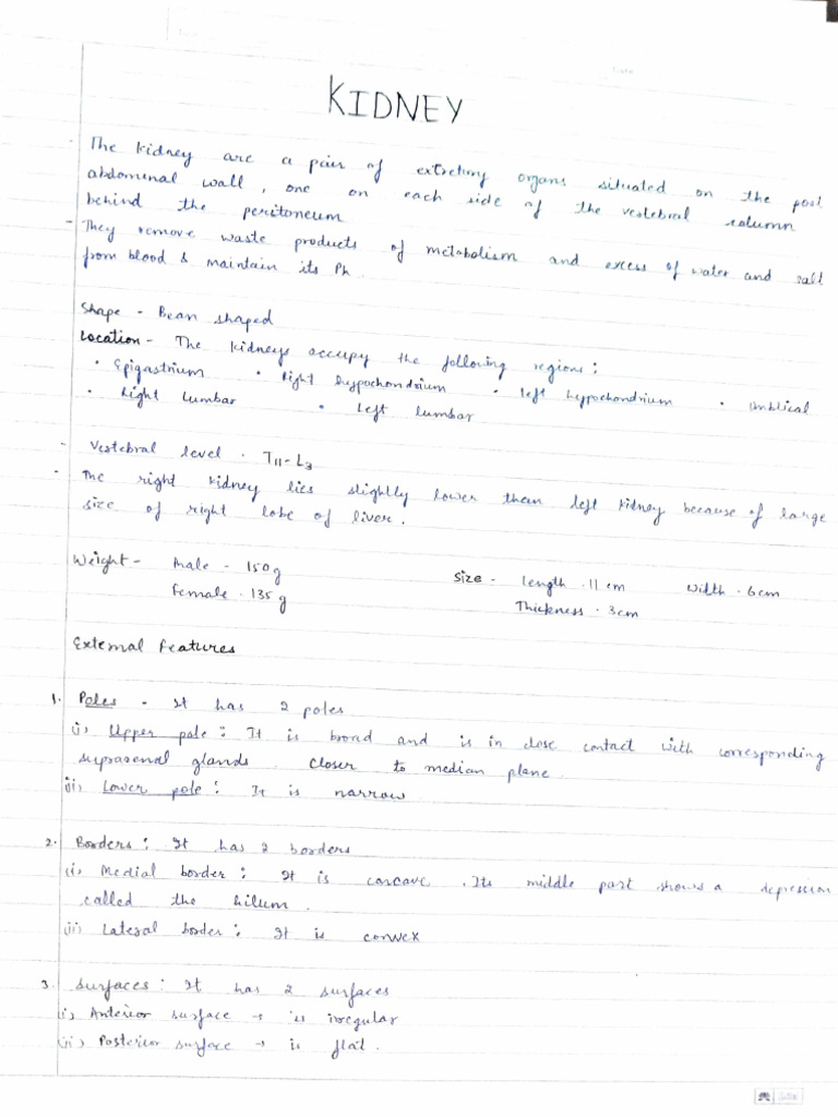 Anatomy and Functions of Kidney | PDF