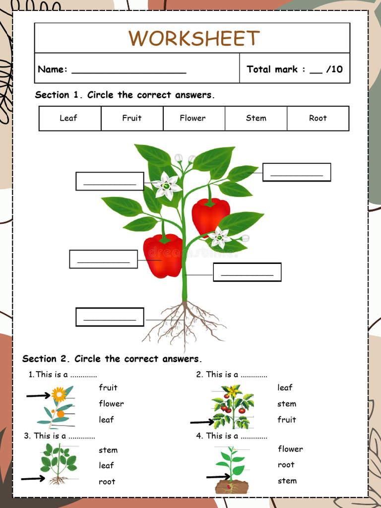 Plant Parts Identification Worksheet | PDF | Home & Garden | Science ...