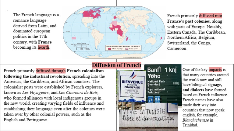 Diffusion of French Freyer Model | PDF