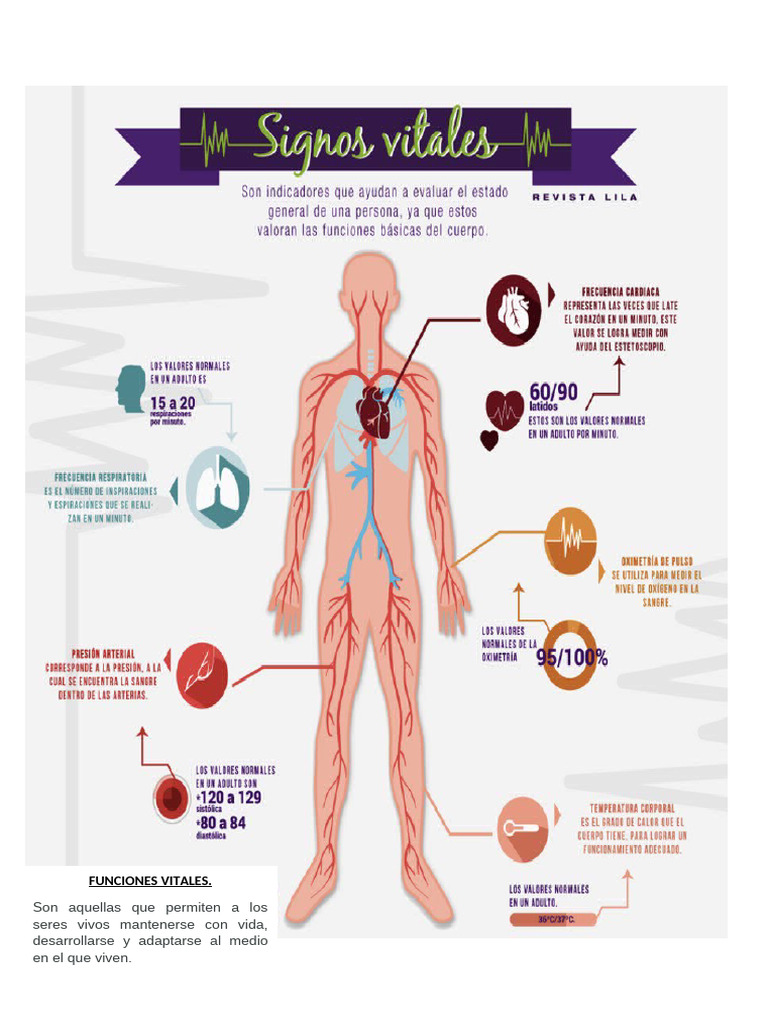Funciones Vitales | PDF | Ciencia y matemáticas
