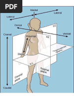 2023 X-Ray CPT Code Reference Guide | PDF | Home & Garden
