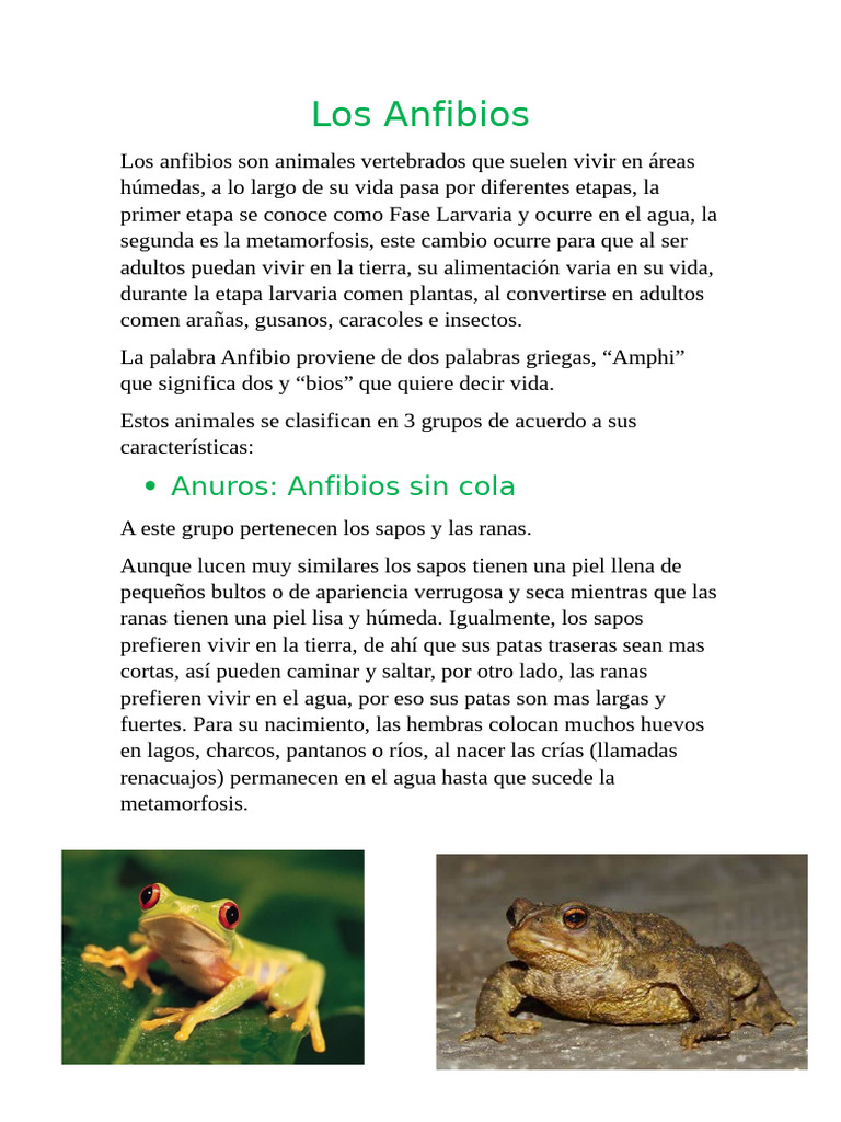 Características y Clasificación de Anfibios | PDF | Anfibio | Rana