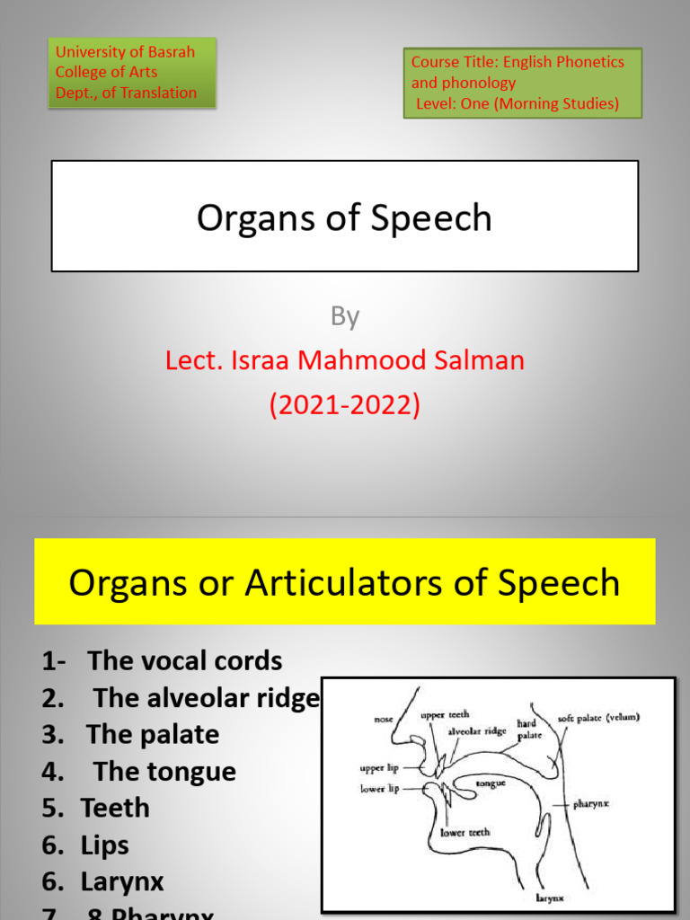 Organs of Speech: Lect. Israa Mahmood Salman (2021-2022) | PDF | Phonetics | Human Voice