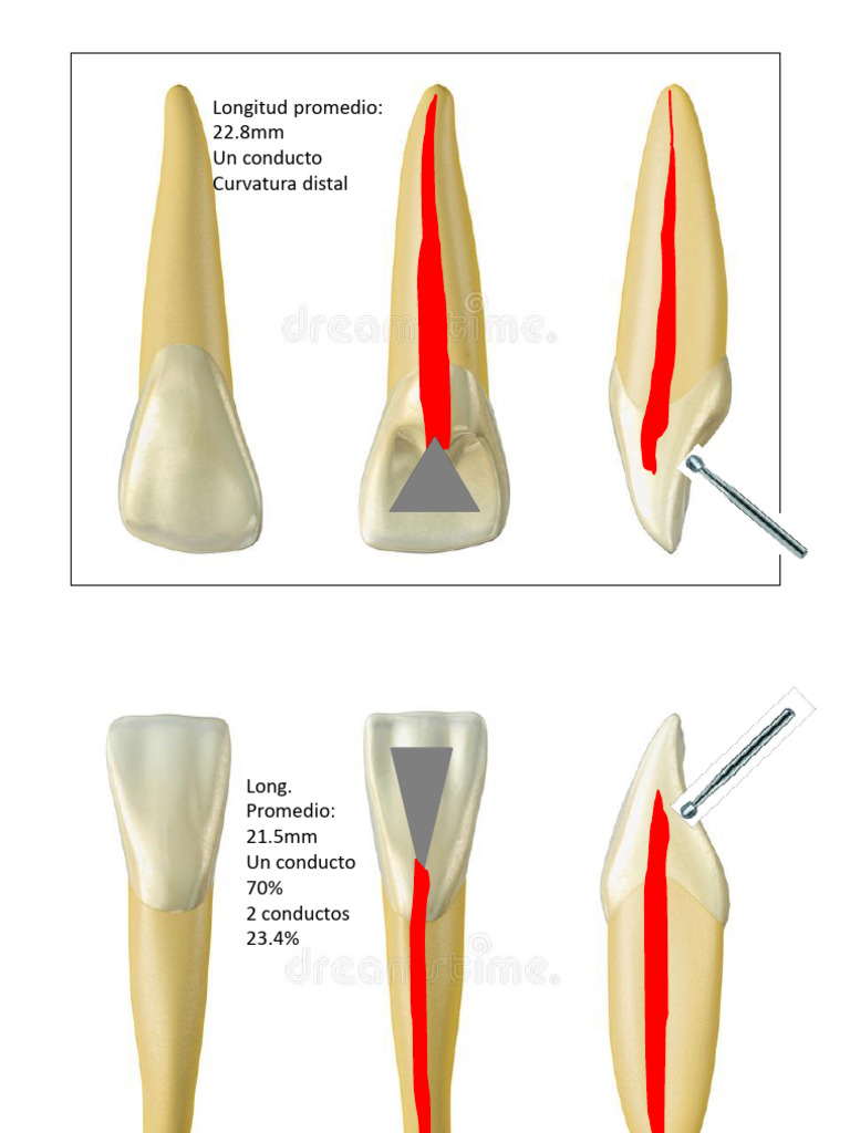 Apertura Cameral | PDF