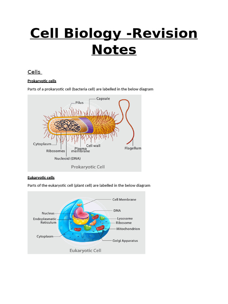 Cell Biology Revision Notes | PDF | Cell (Biology) | Eukaryotes