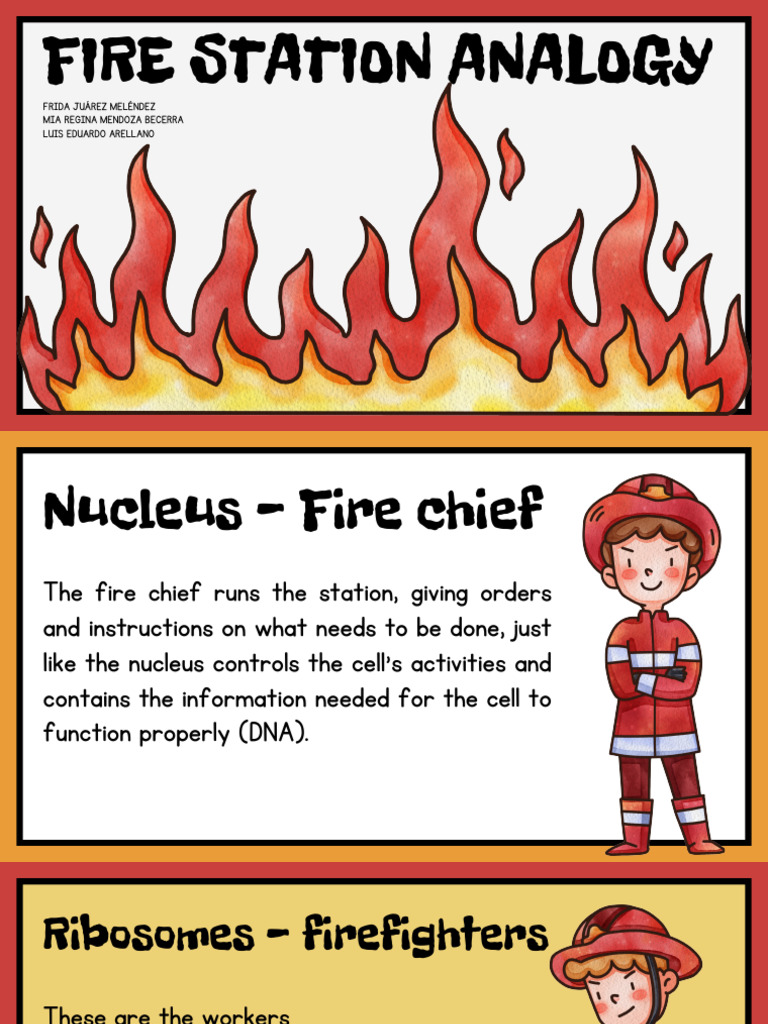 Analogy Between Cell Structure and Firefighter Station | PDF ...
