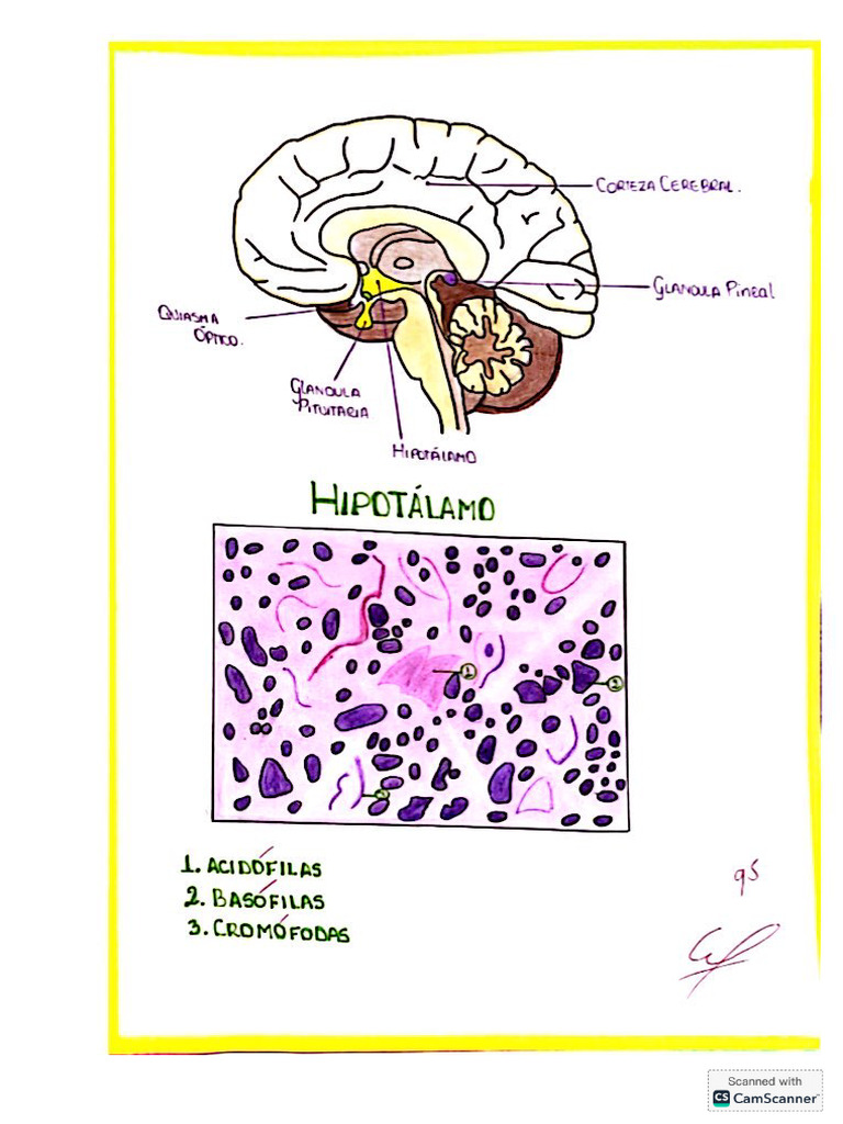 Hipotalamo | PDF